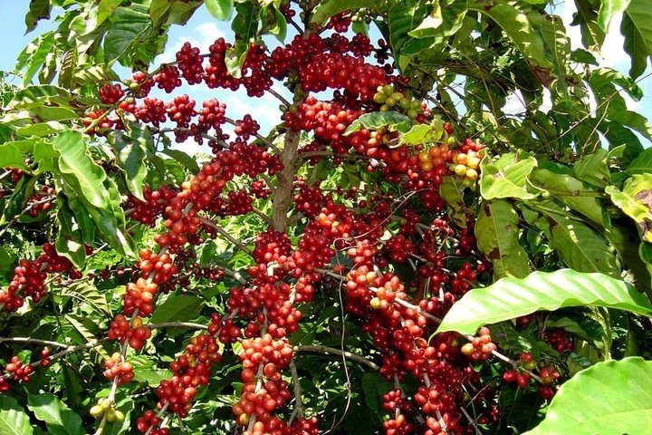 Descubre los secretos detrás del delicioso café Quetzal - Un Café